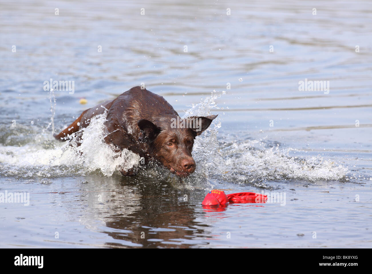 bathing Labrador Retriever Stock Photo - Alamy