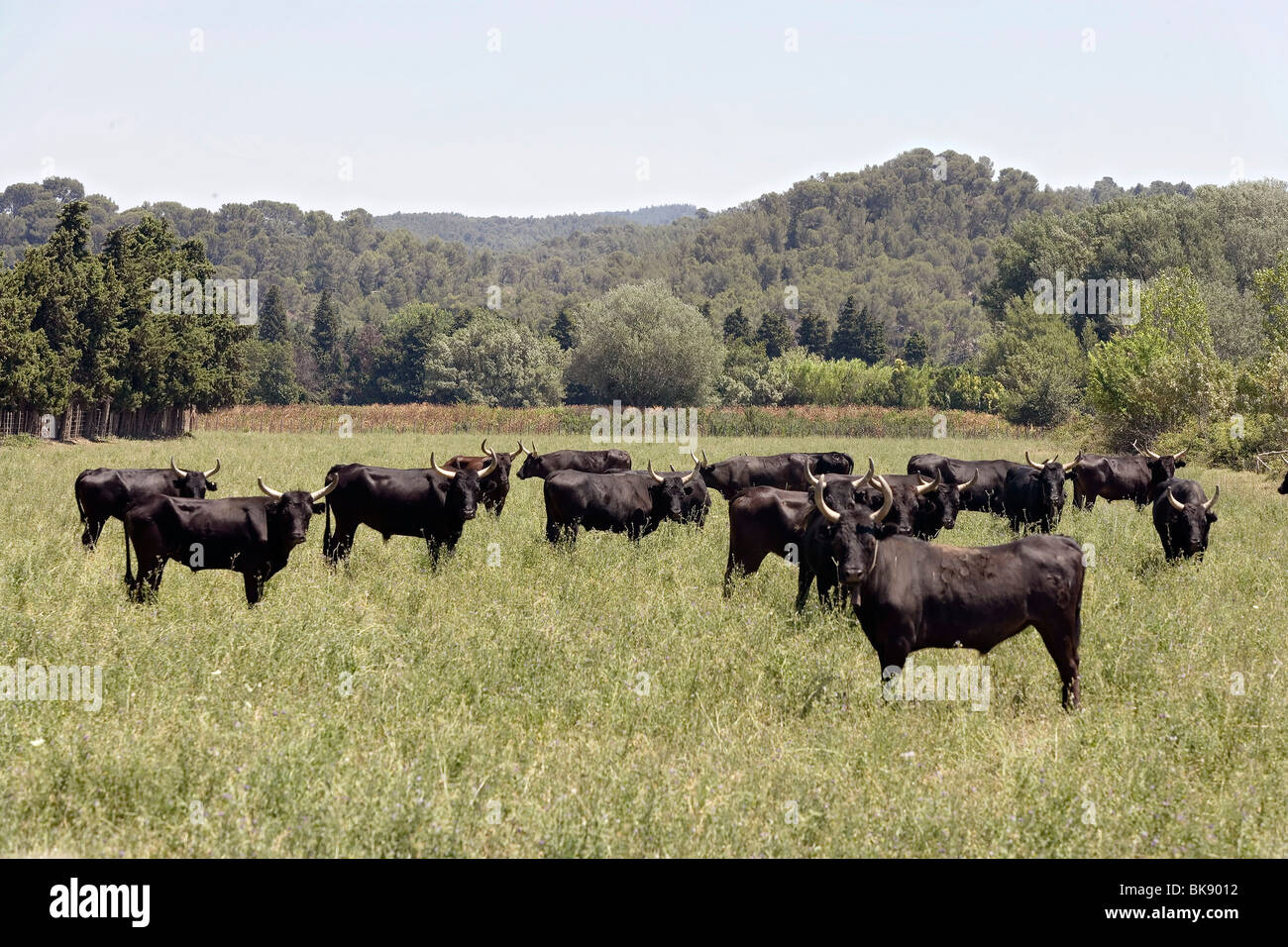 Camargue cows hi-res stock photography and images - Alamy