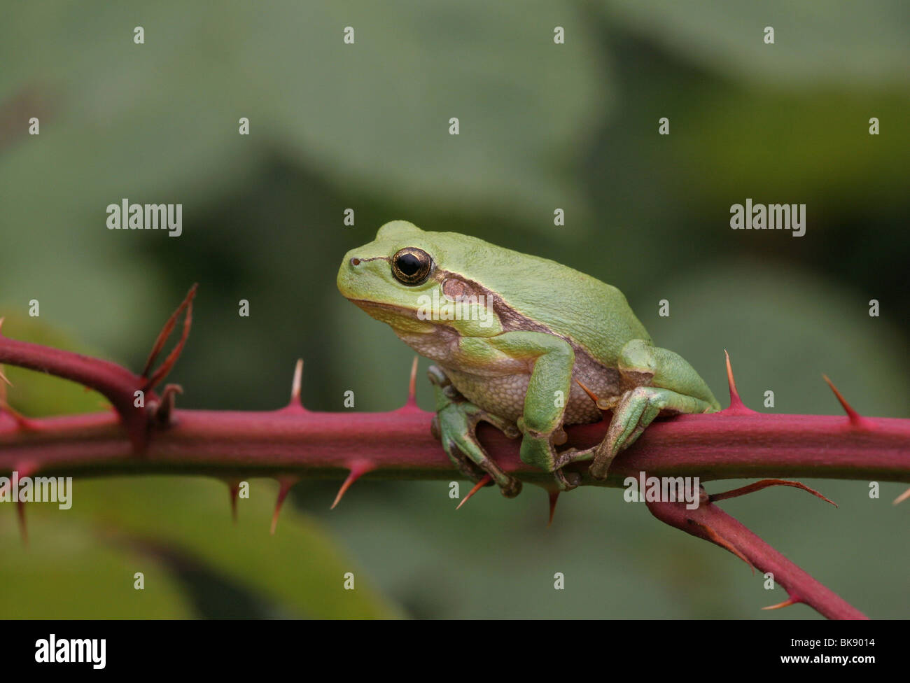 Common Tree Frog Stock Photo - Alamy