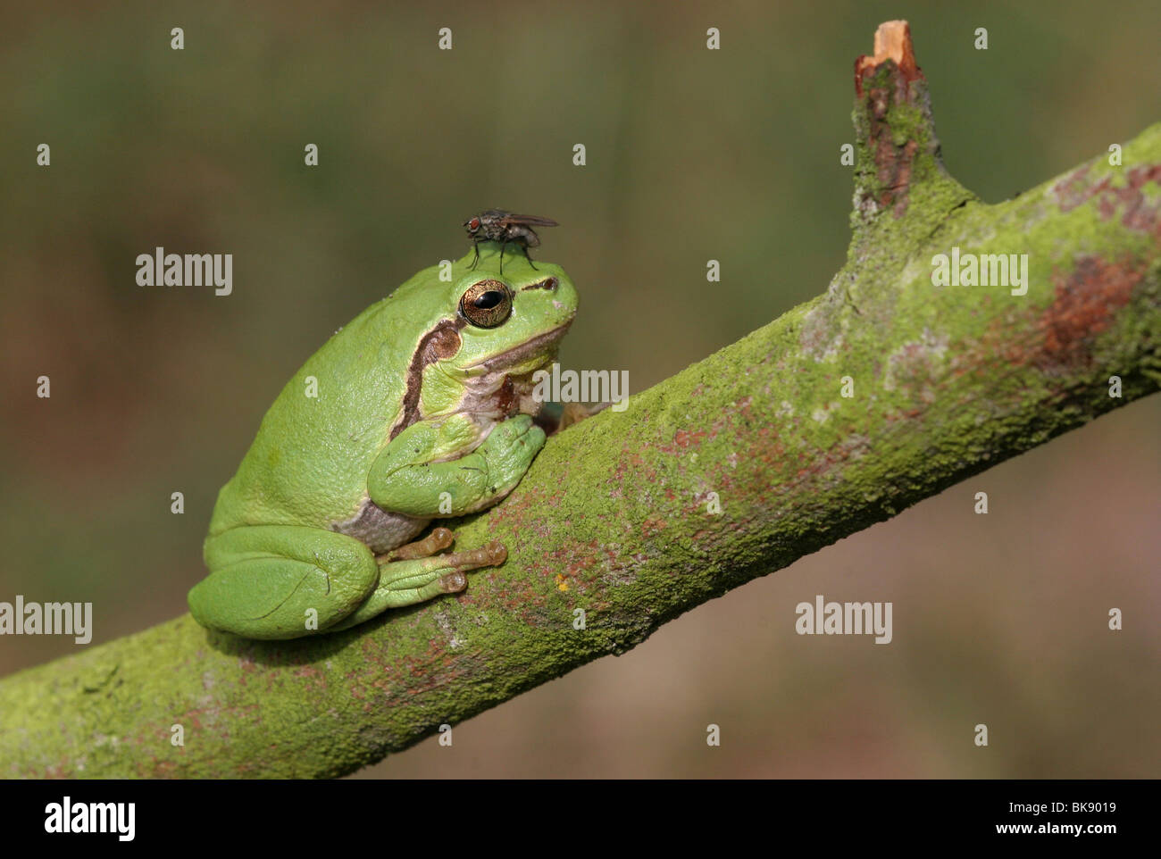 Common Tree Frog with a fly on his head Stock Photo - Alamy