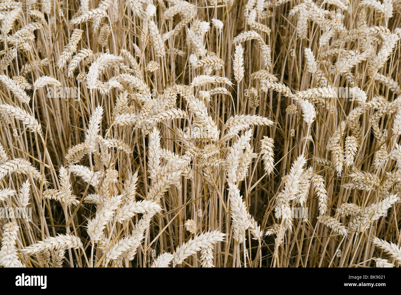 Agriculture winter works hi-res stock photography and images - Alamy