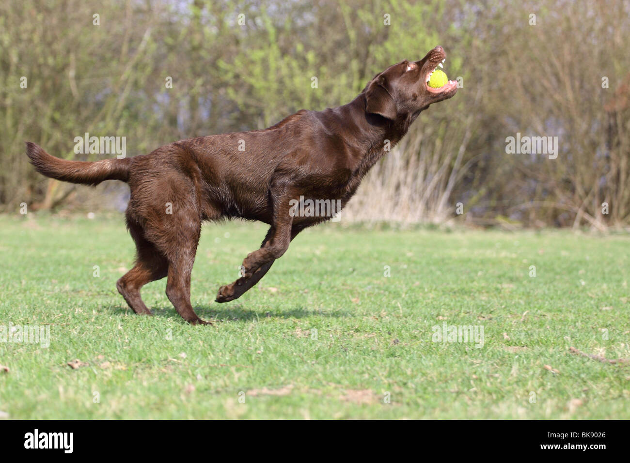 playing Labrador Retriever Stock Photo - Alamy