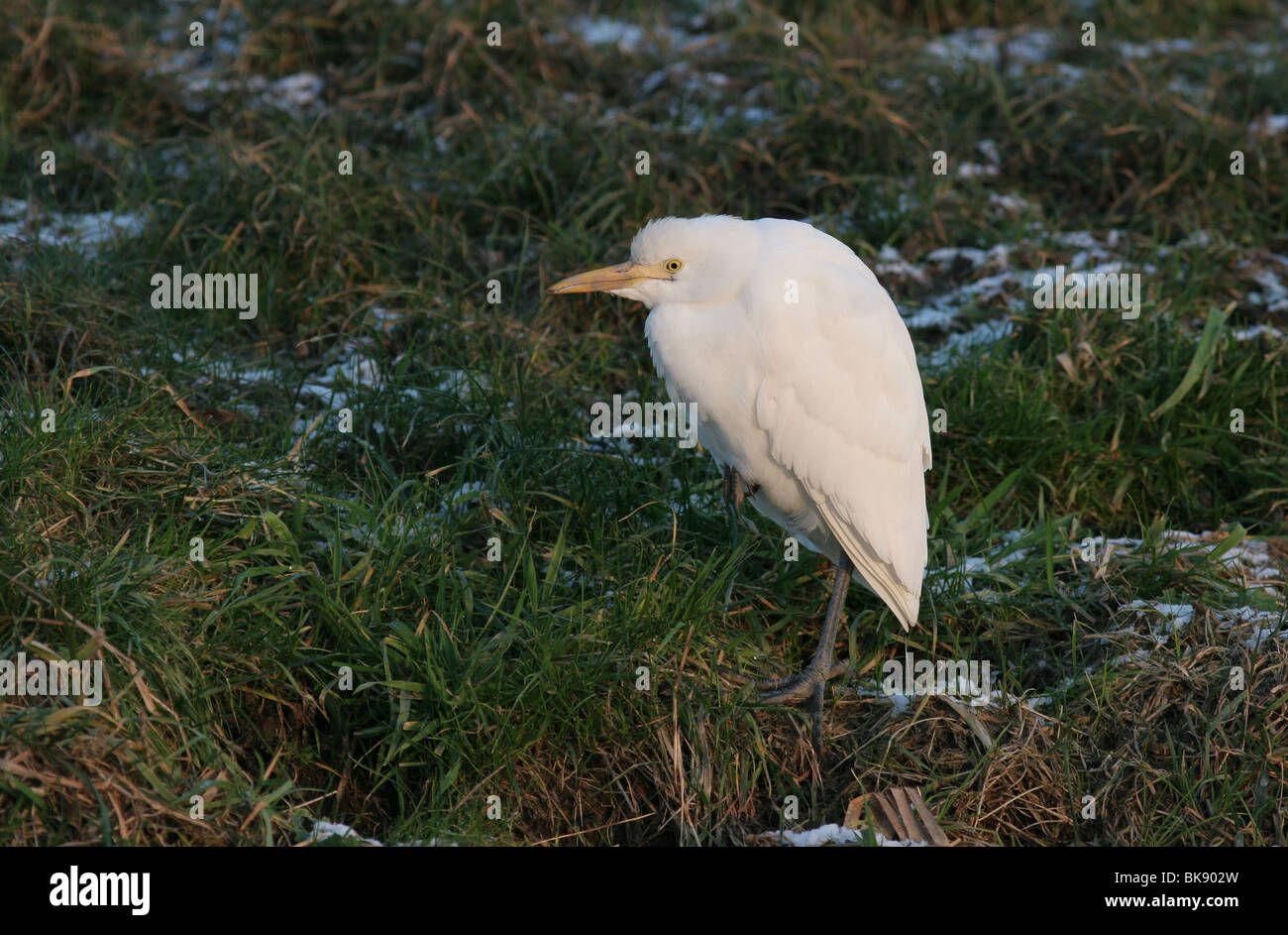 Koereiger in rust, Resting Cattle Egret Stock Photo - Alamy