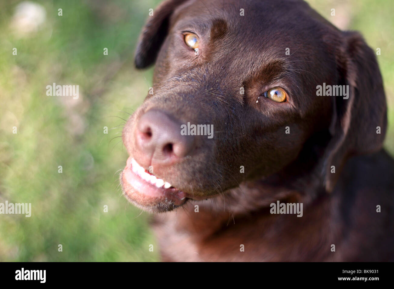 Labrador Retriever Portrait Stock Photo - Alamy