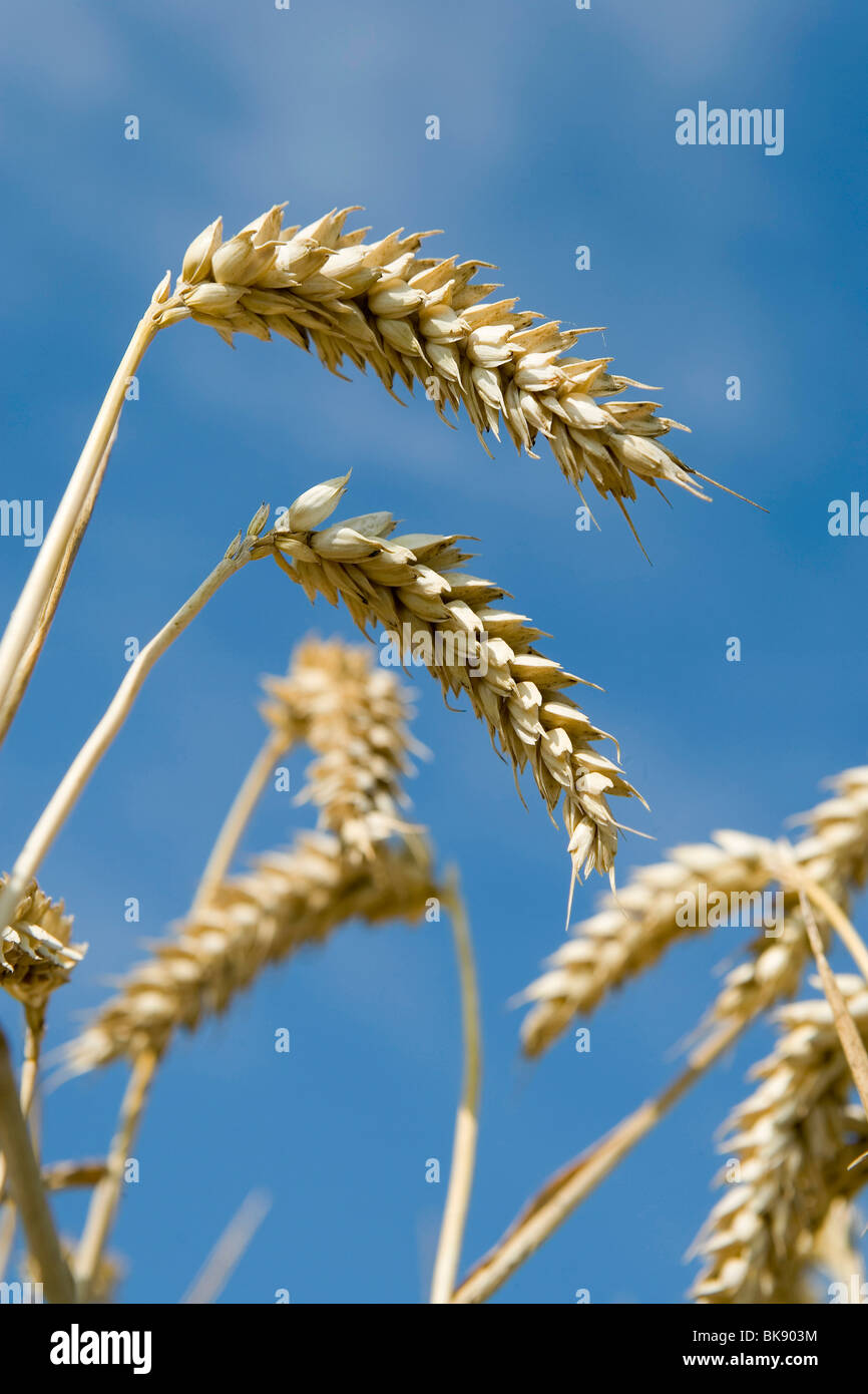 Corn spike hi-res stock photography and images - Alamy