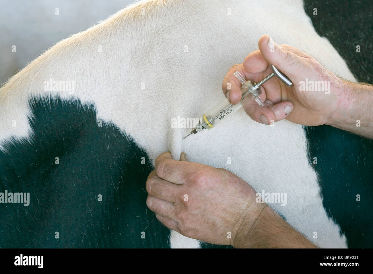 Cow receiving an injection Stock Photo - Alamy