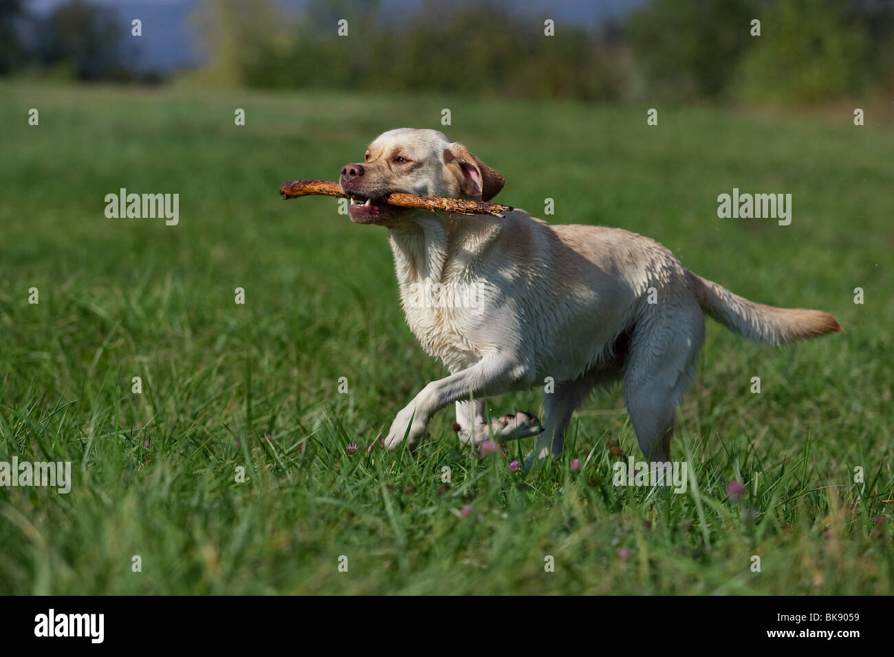Labrador retrieving a stick hi-res stock photography and images - Alamy