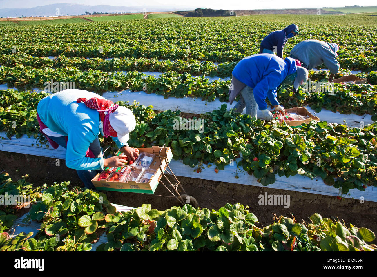 United States; California: vegetable-growing farm Stock Photo - Alamy