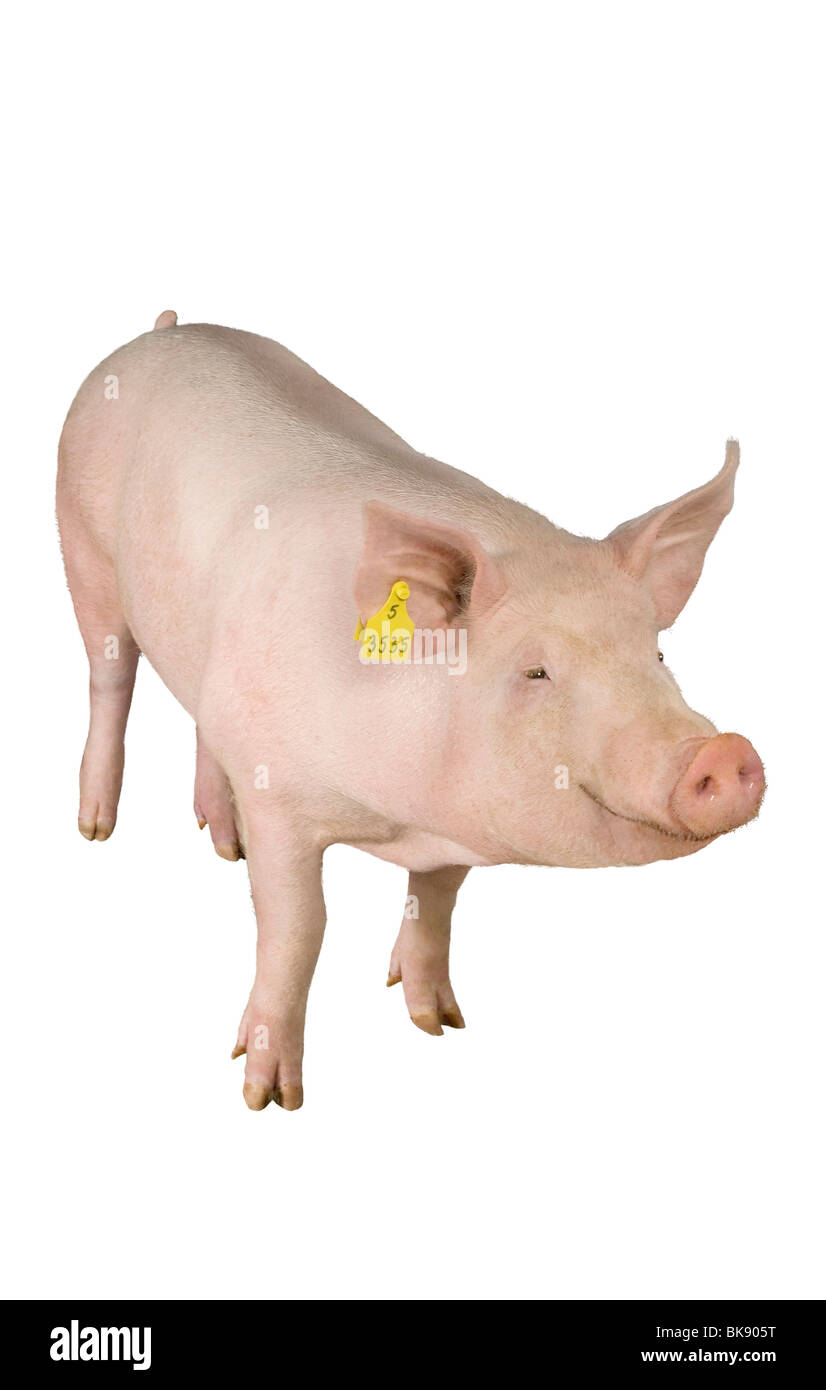 Gilt pig hi-res stock photography and images - Alamy