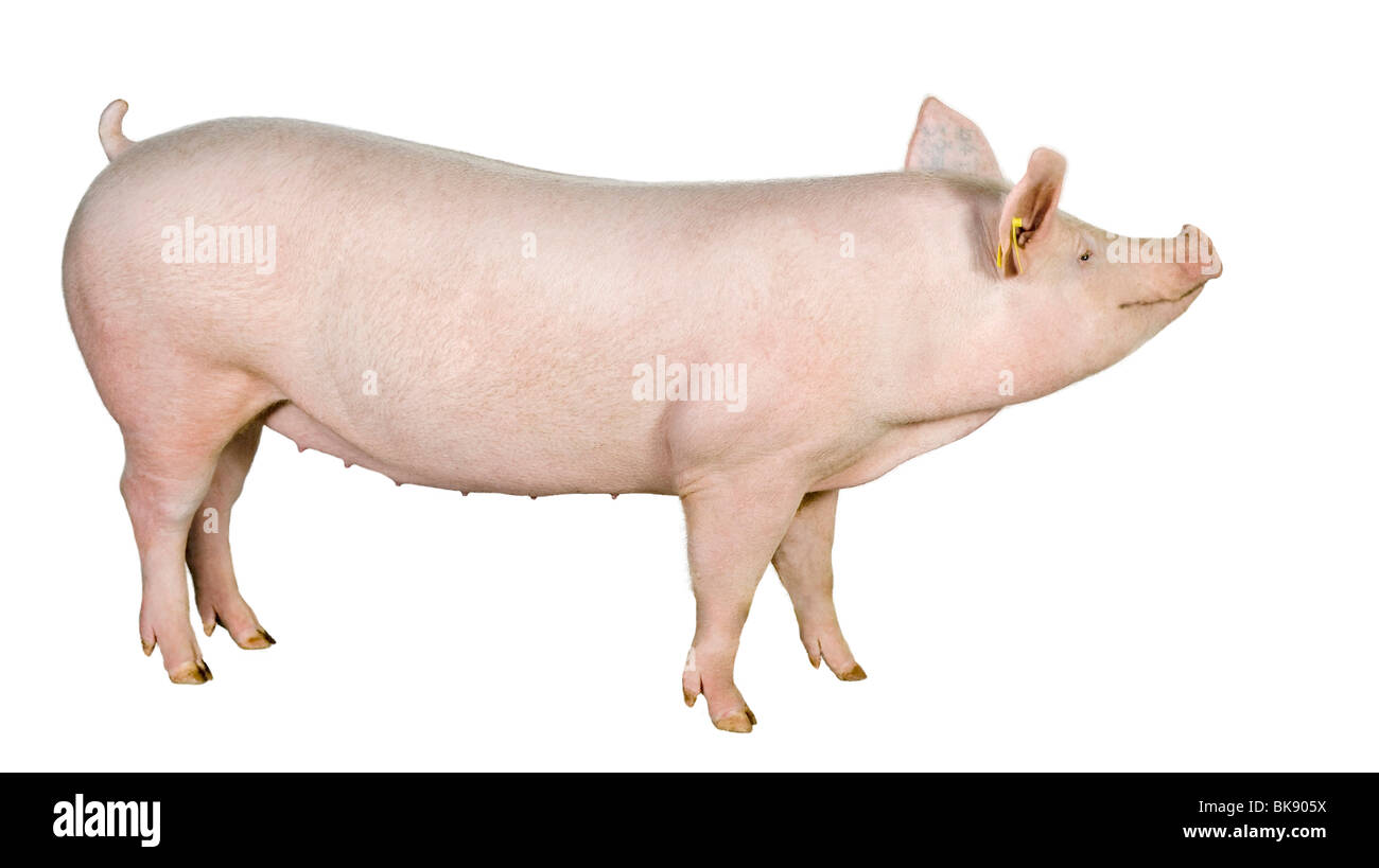 Gilt pig hi-res stock photography and images - Alamy