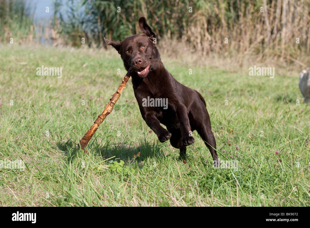 playing Labrador Retriever Stock Photo - Alamy