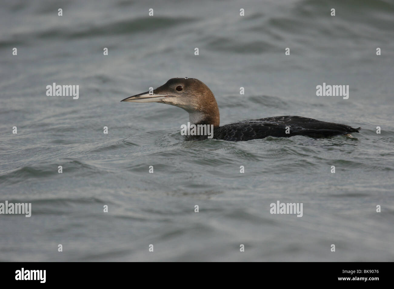 Great Northern Diver Stock Photo - Alamy