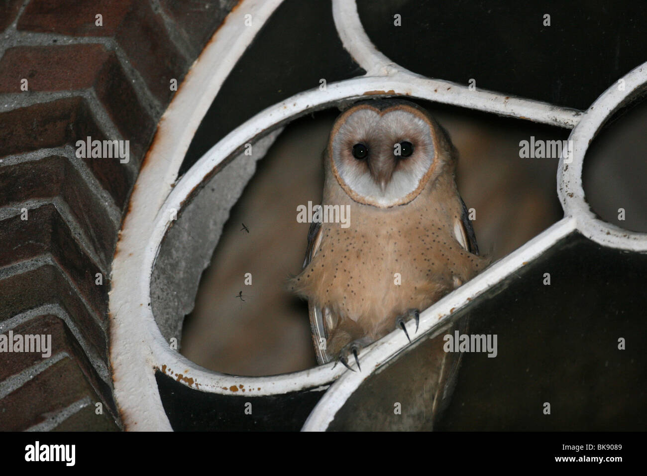 Barn owl in a window Stock Photo - Alamy
