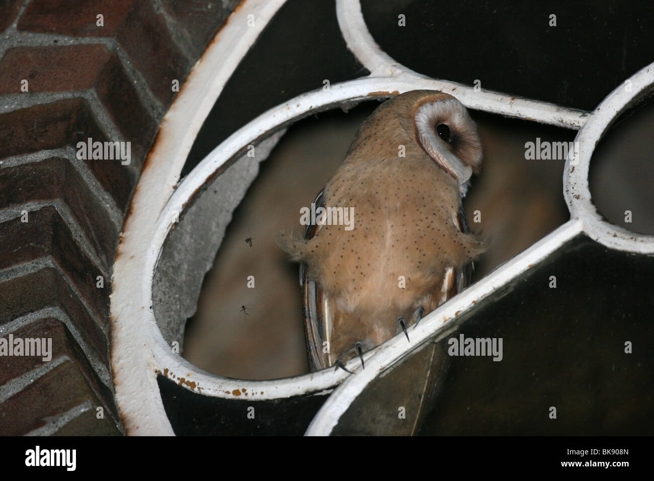 Barn owl in a window Stock Photo - Alamy