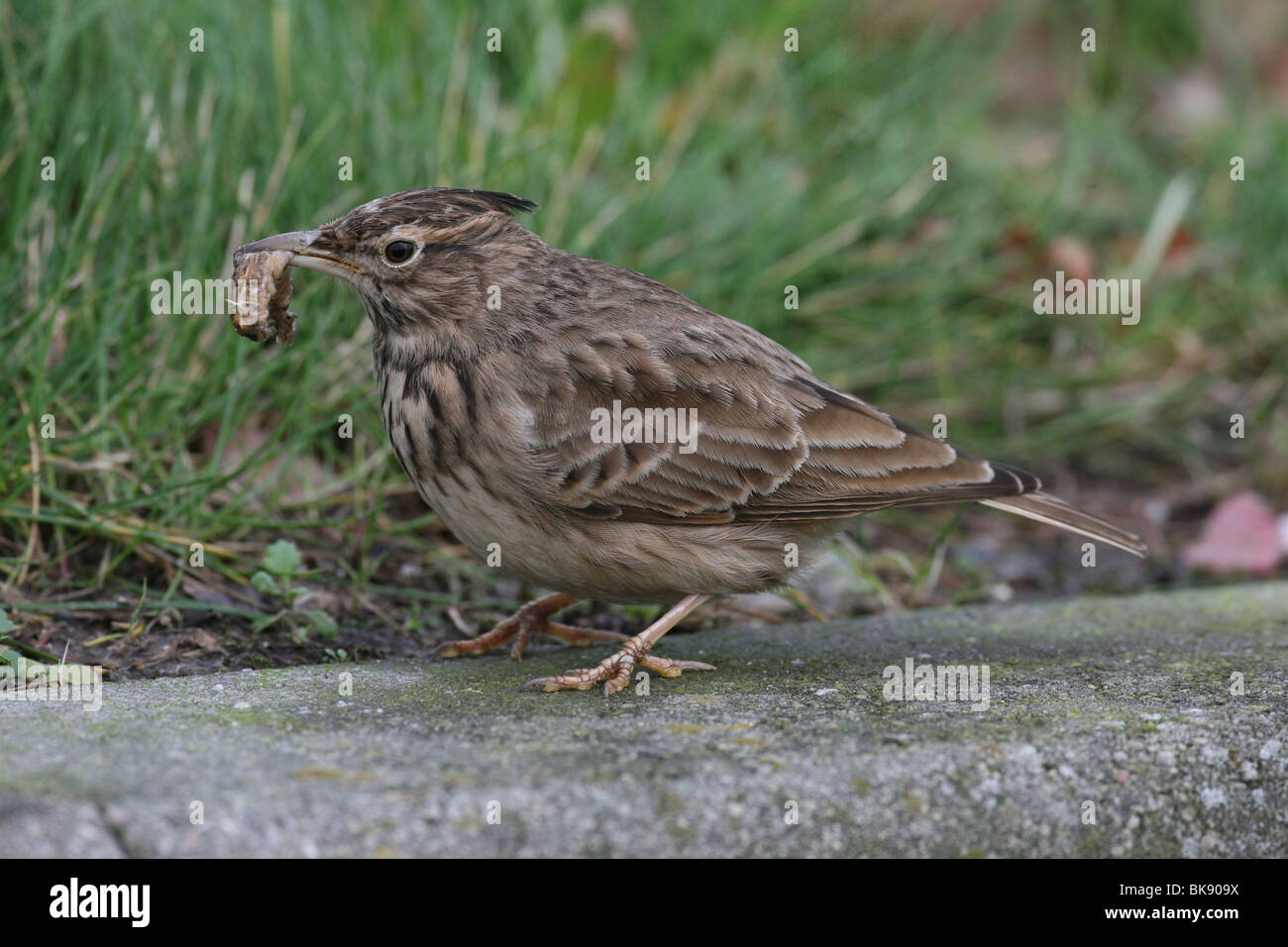 Very pery hi-res stock photography and images - Alamy