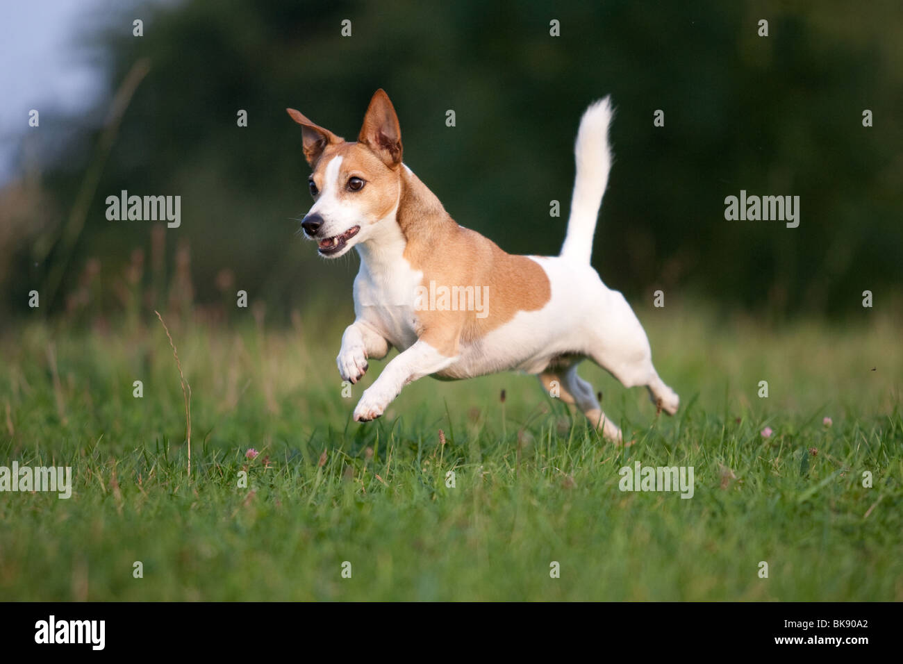 running Jack Russell Terrier Stock Photo - Alamy
