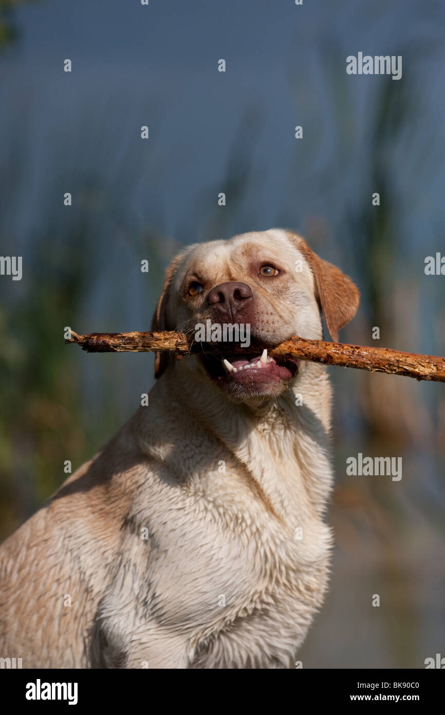 Labrador retrieving a stick hi-res stock photography and images - Alamy