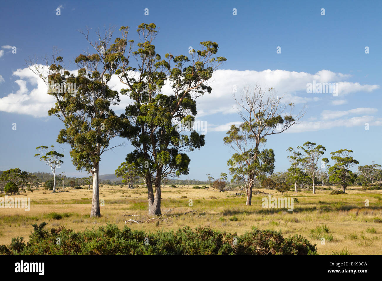 Eucalyptus tree farm hi-res stock photography and images - Alamy