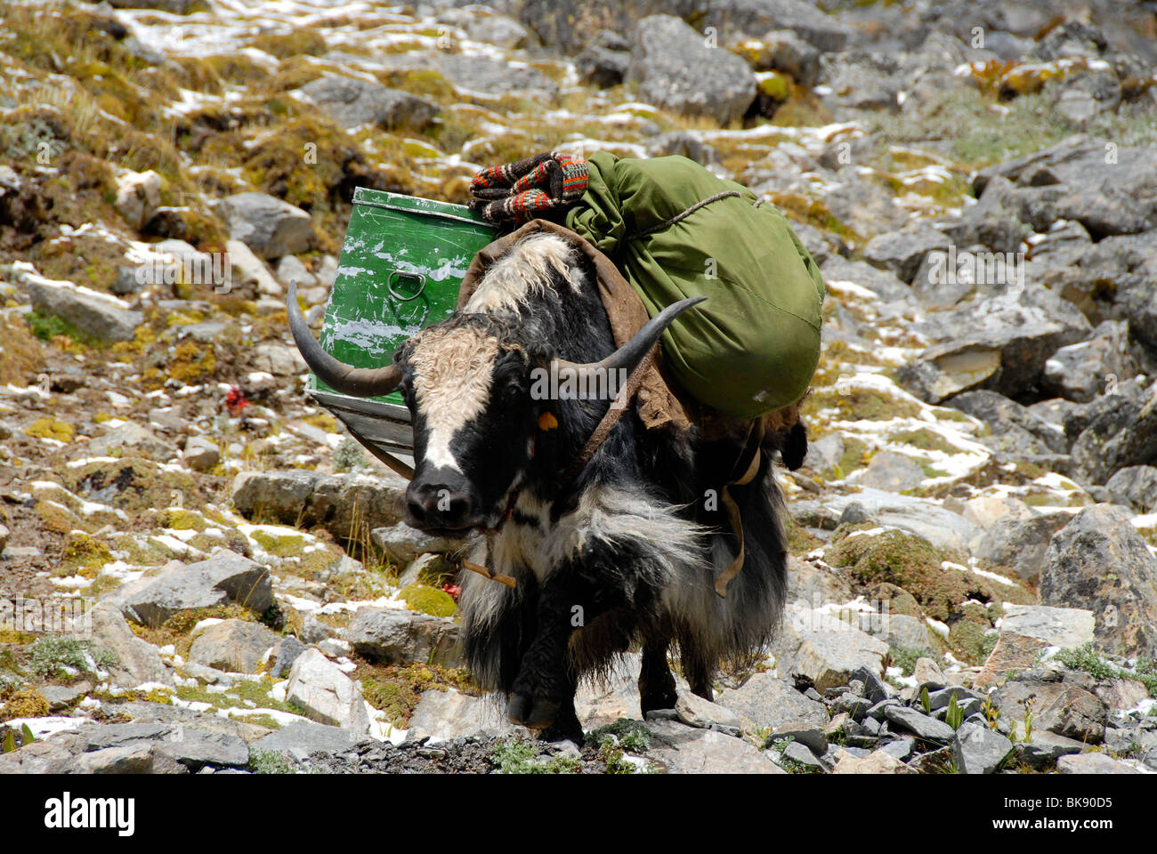 Trekking, heavily laden yak (Bos mutus), Chitu-La Pass 5100 m, old ...