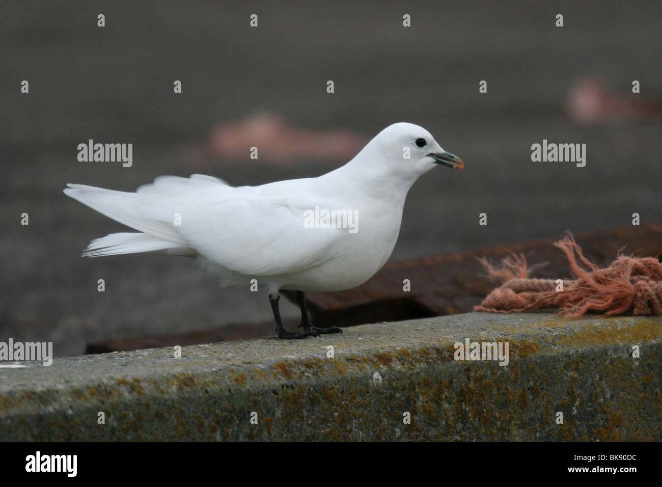 Ivory gull immature hi-res stock photography and images - Alamy