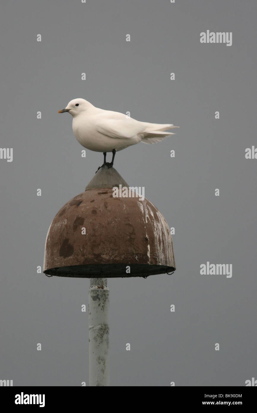 Ivory gull immature hi-res stock photography and images - Alamy