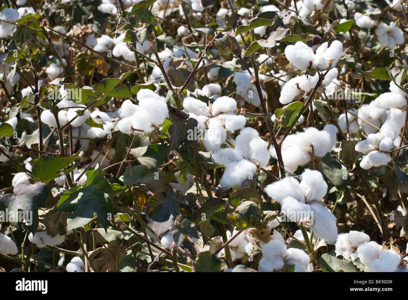Cotton plantation united states hi-res stock photography and images - Alamy