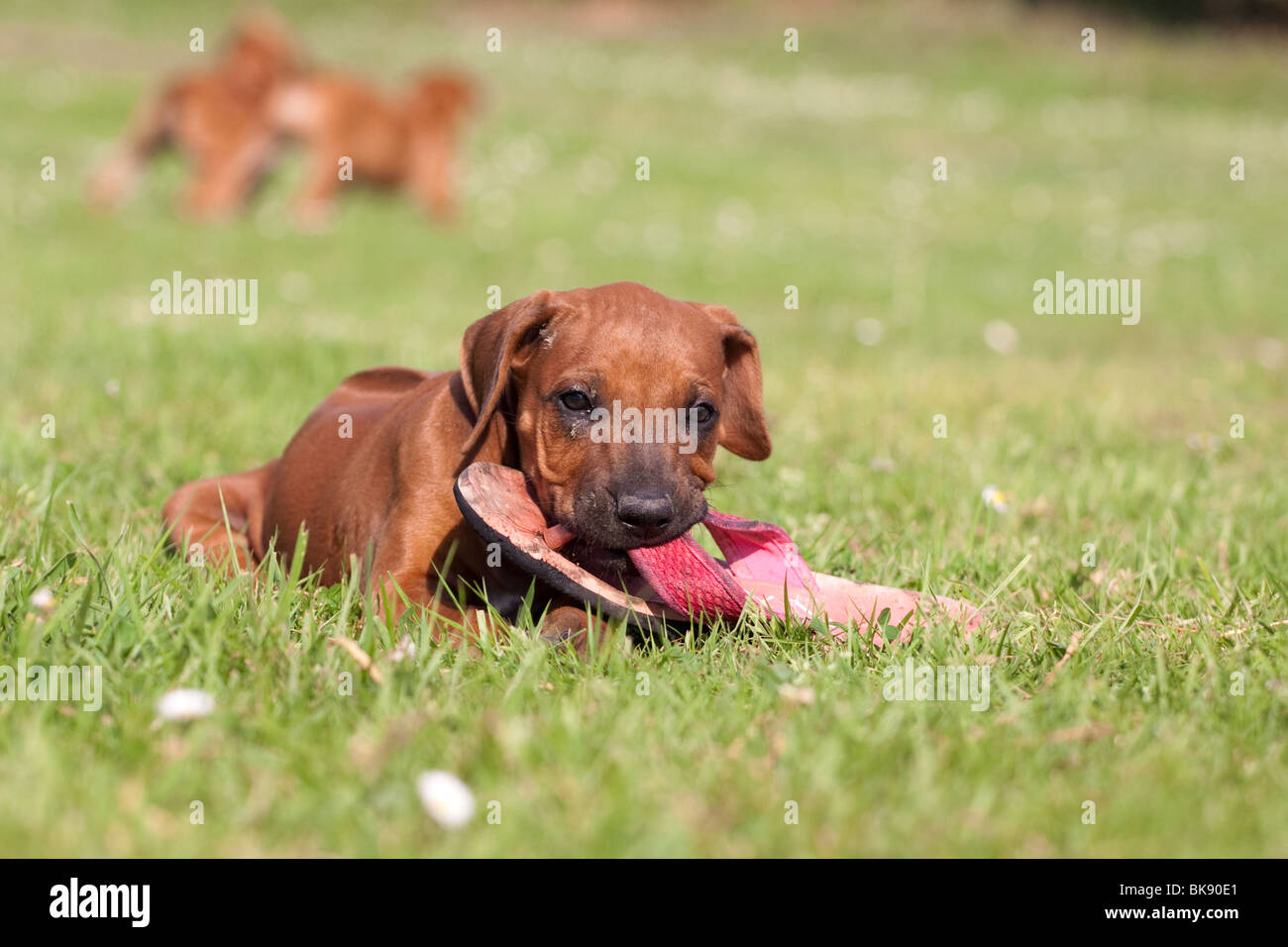 Rhodesian Ridgeback Puppy Stock Photo - Alamy