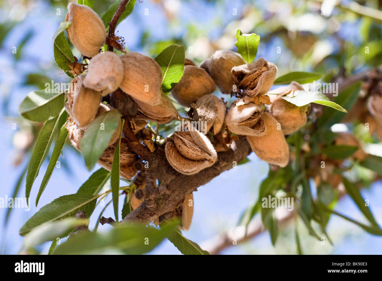 United States: almond tree Stock Photo - Alamy
