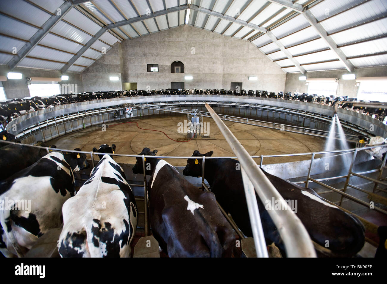 United States Dairy Farm In California Stock Photo Alamy united-states-dairy-farm-in-california-stock-photo-alamy