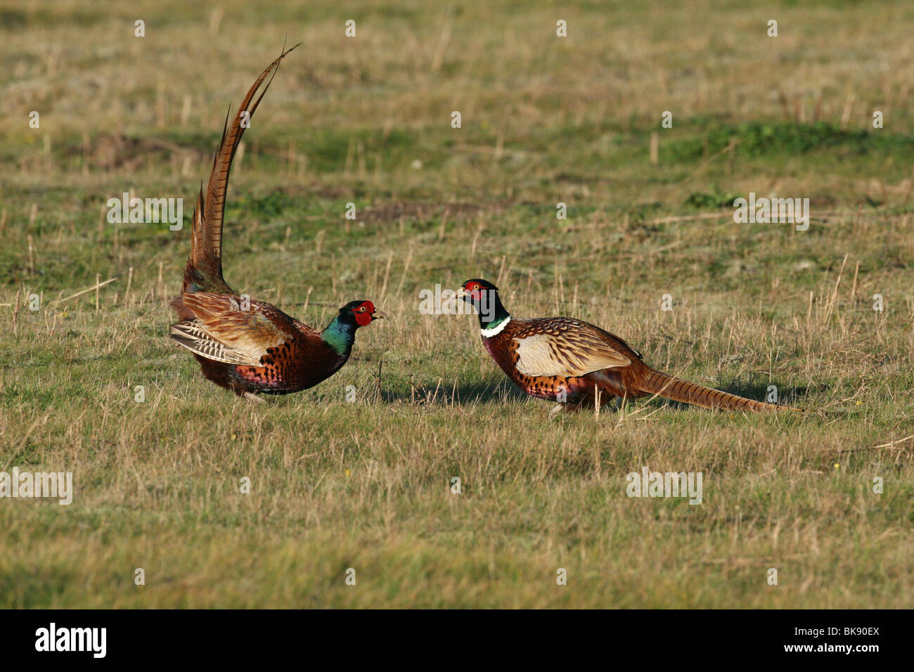Common pheasant fight hi-res stock photography and images - Alamy