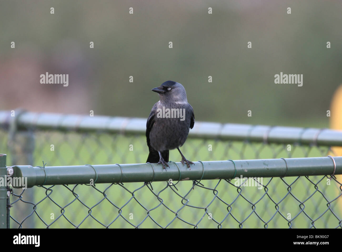 Northern jackdaw hi-res stock photography and images - Alamy