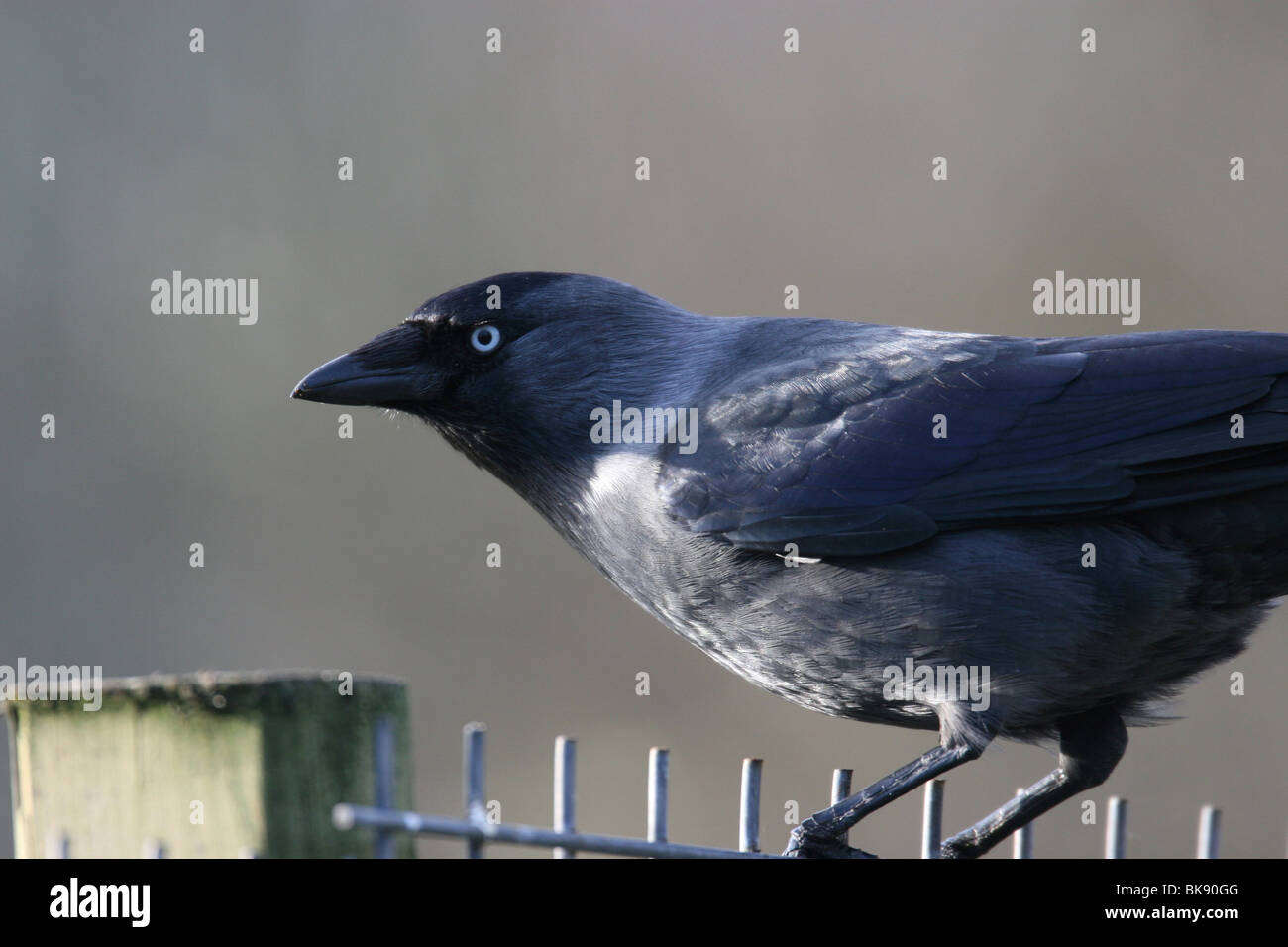 Northern jackdaw hi-res stock photography and images - Alamy
