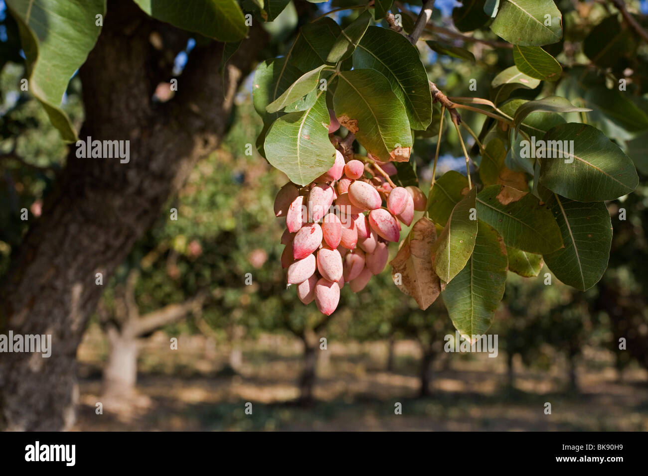 Almond maturity hi-res stock photography and images - Alamy