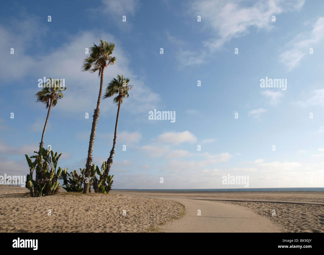 Los angeles california beach palm tree hi-res stock photography and ...