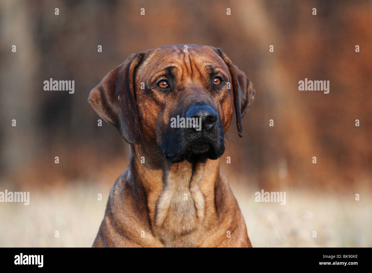 Rhodesian Ridgeback Portrait Stock Photo - Alamy