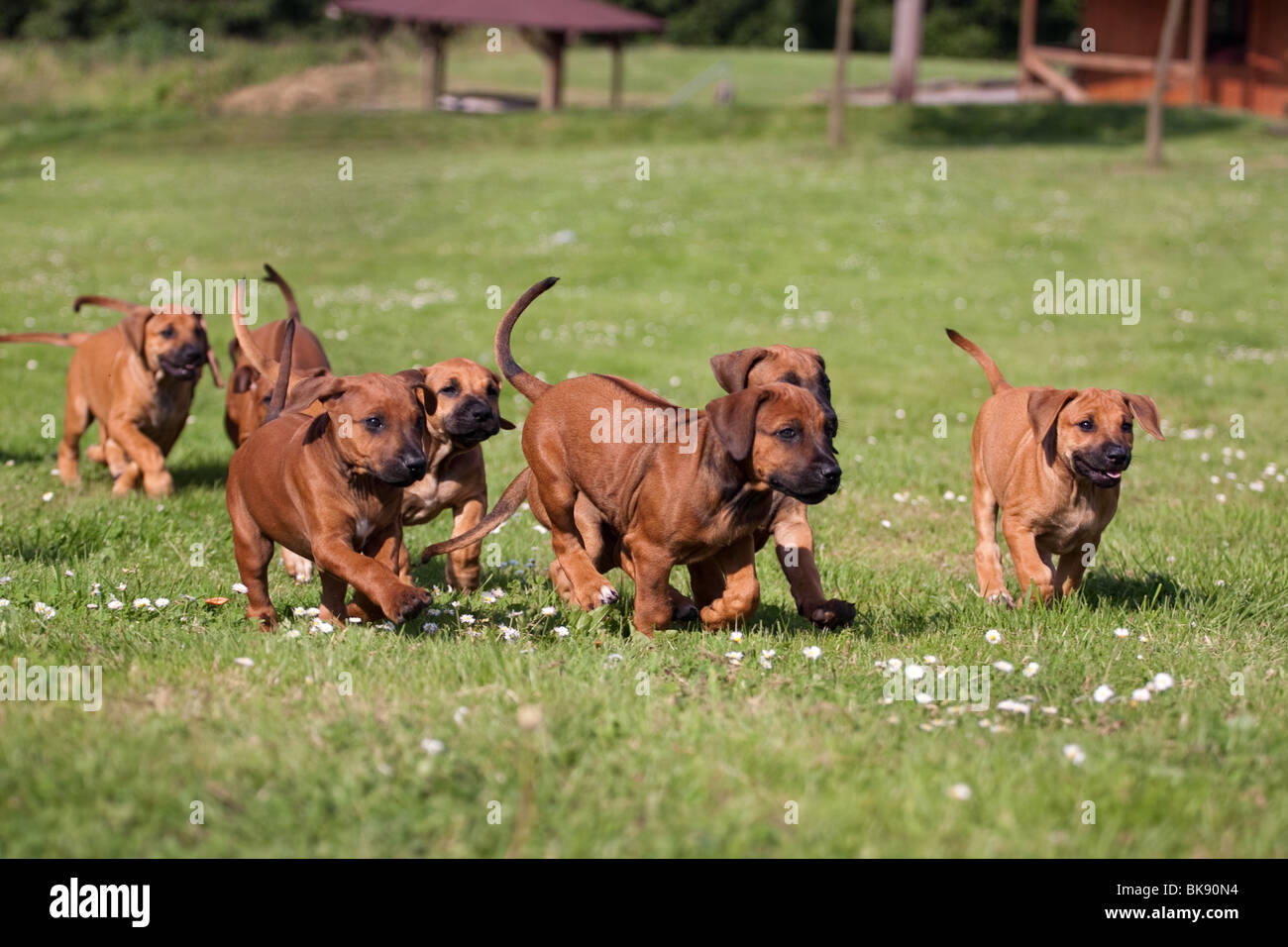 Rhodesian Ridgeback Puppies Stock Photo - Alamy