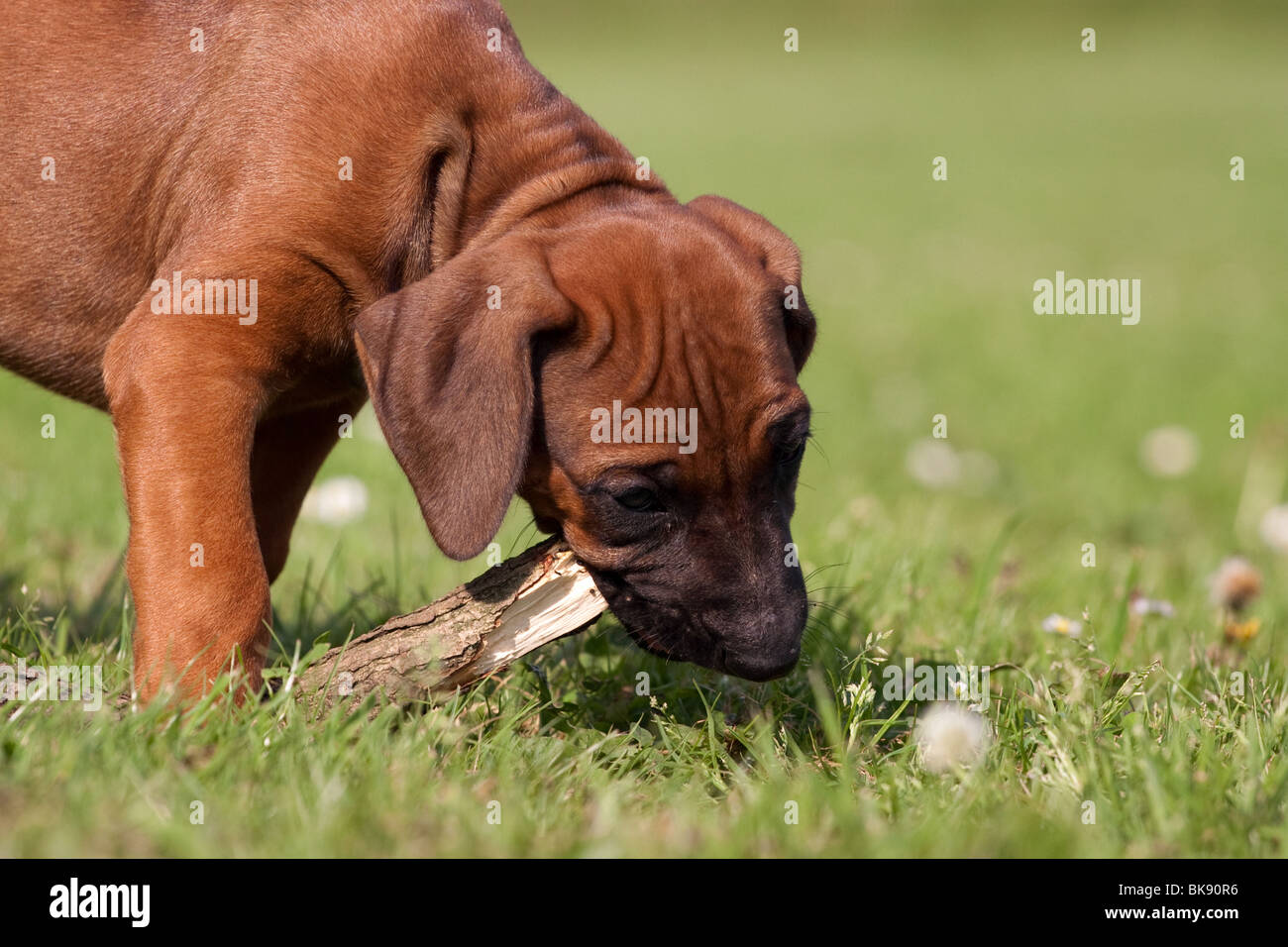 Rhodesian Ridgeback Puppy Stock Photo - Alamy