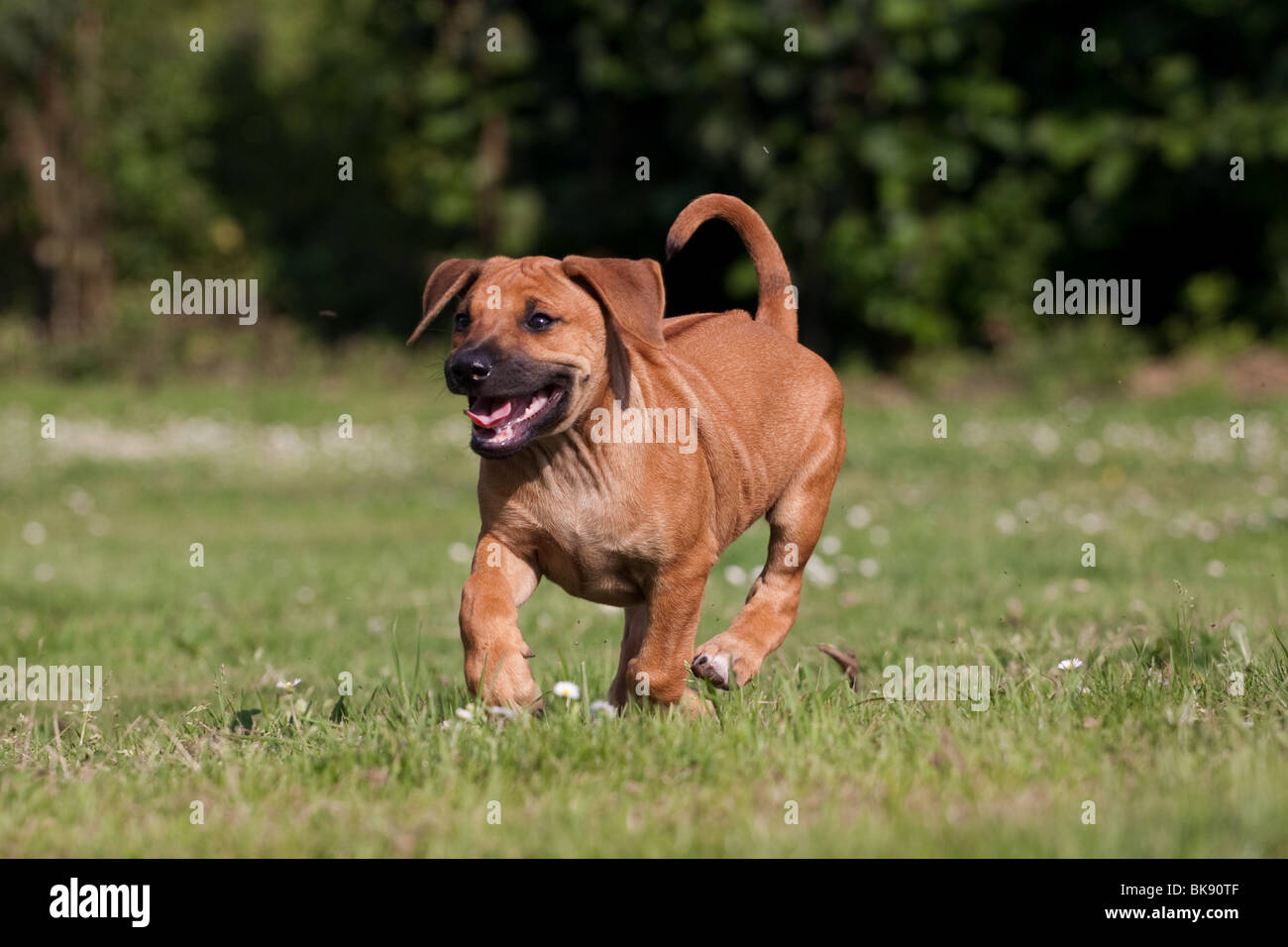 Rhodesian Ridgeback Puppy Stock Photo - Alamy