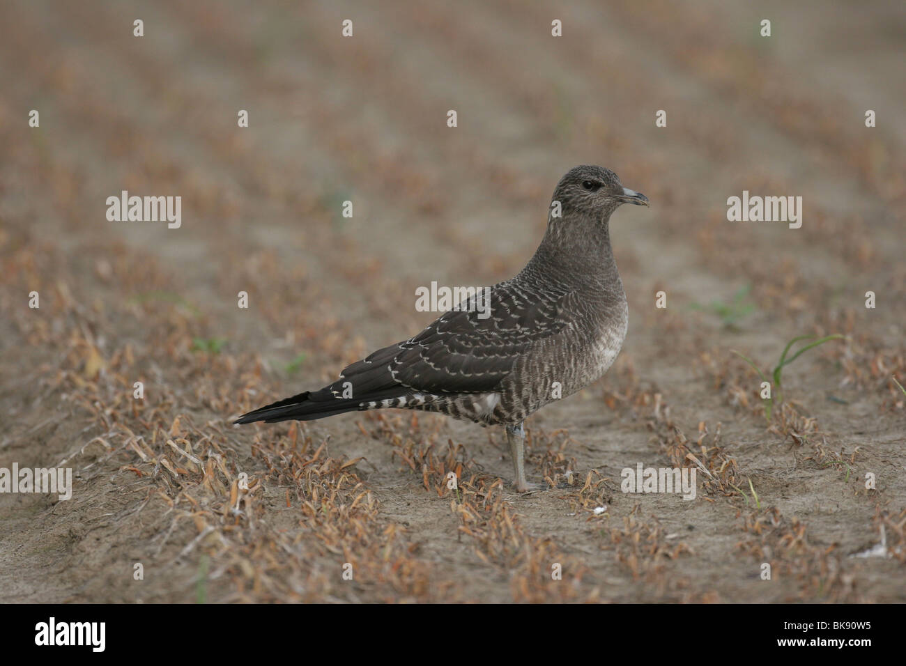 Long tailed skua immature hi-res stock photography and images - Alamy