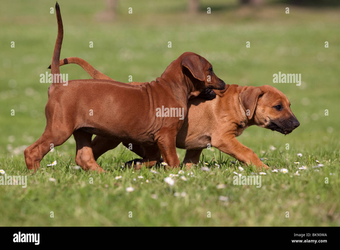 Rhodesian Ridgeback Puppies Stock Photo - Alamy