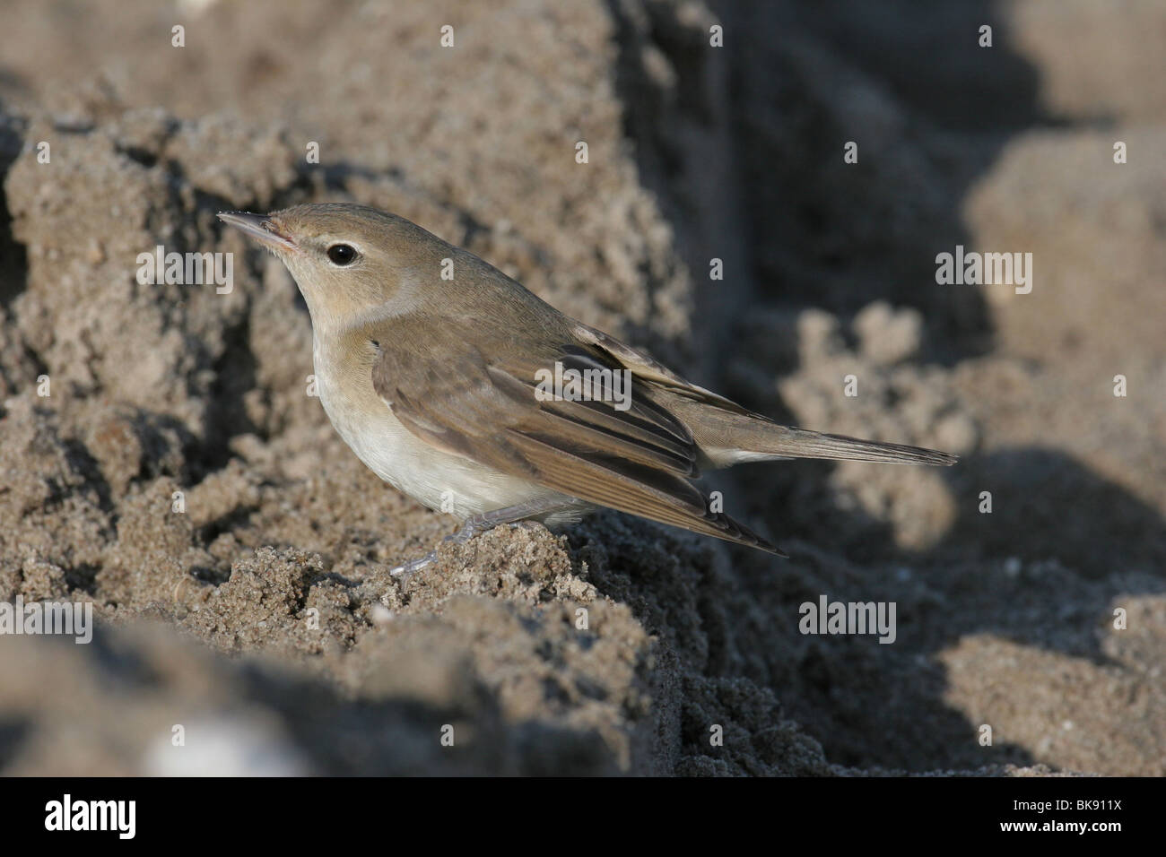 Warber bird hi-res stock photography and images - Alamy