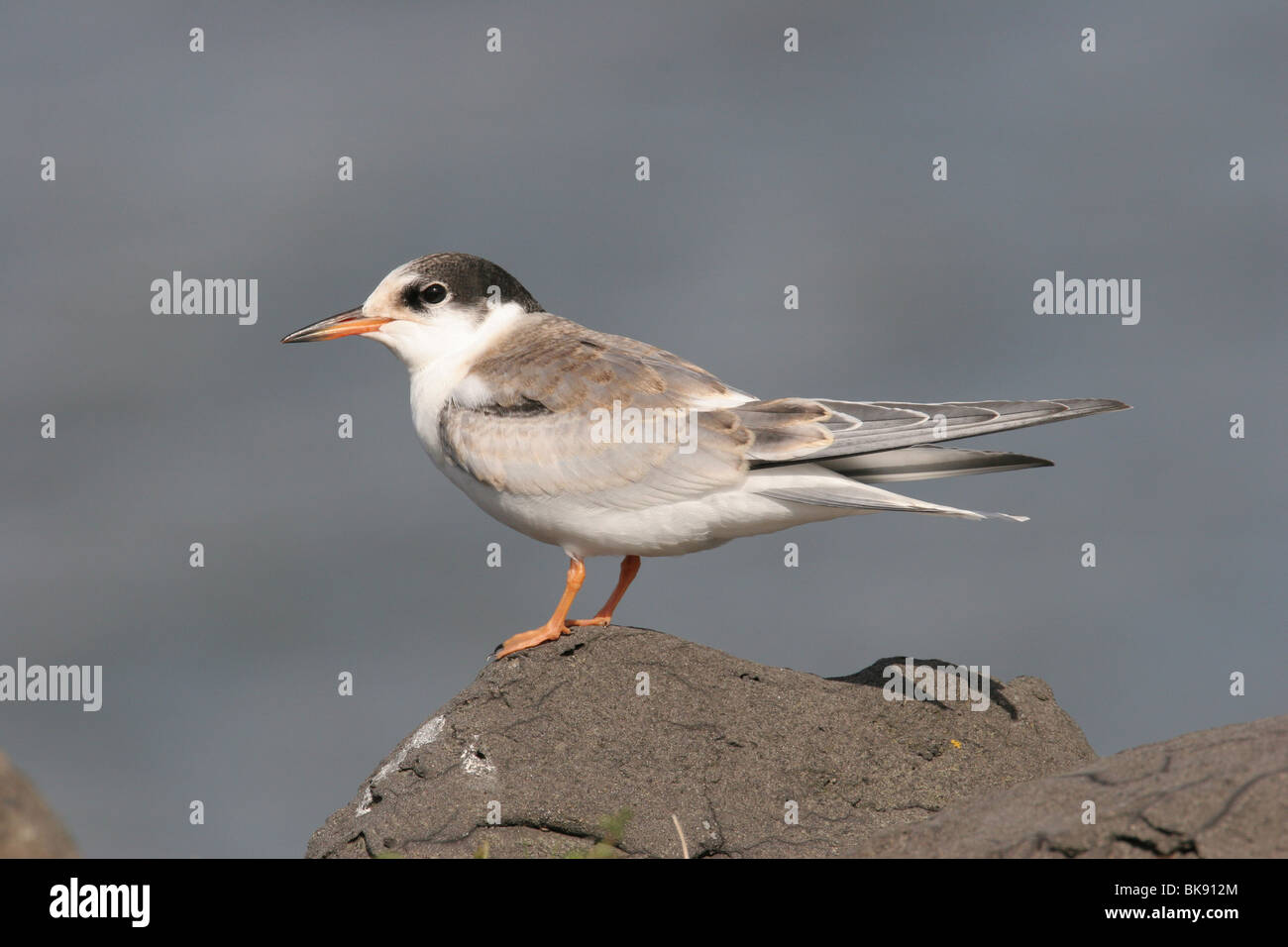 Common tern hirundo immature hi-res stock photography and images - Alamy