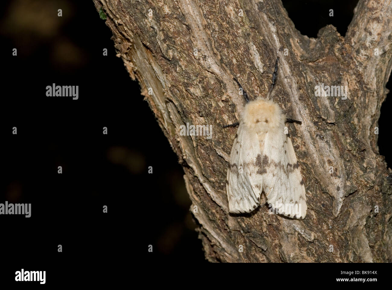 Female adult gypsy moth (Lymantria dispar Stock Photo - Alamy