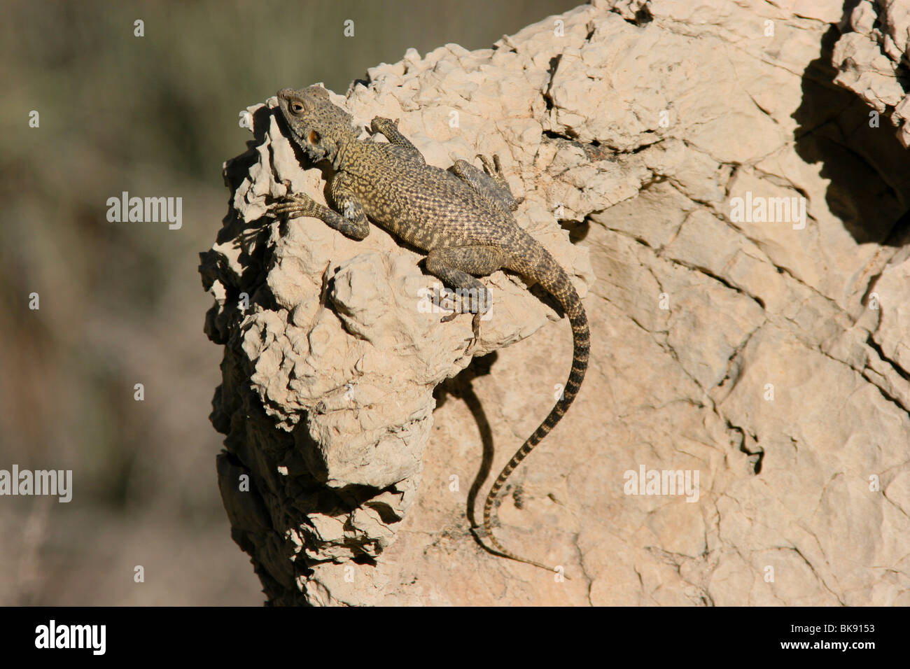 A Large-scaled Rock Agama (Laudakia nupta) sunning on a large rock ...