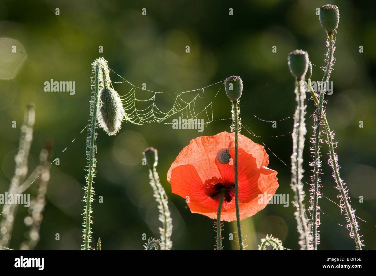 Flowering Poppy (with a small snail) with some seedboxes joined by a ...