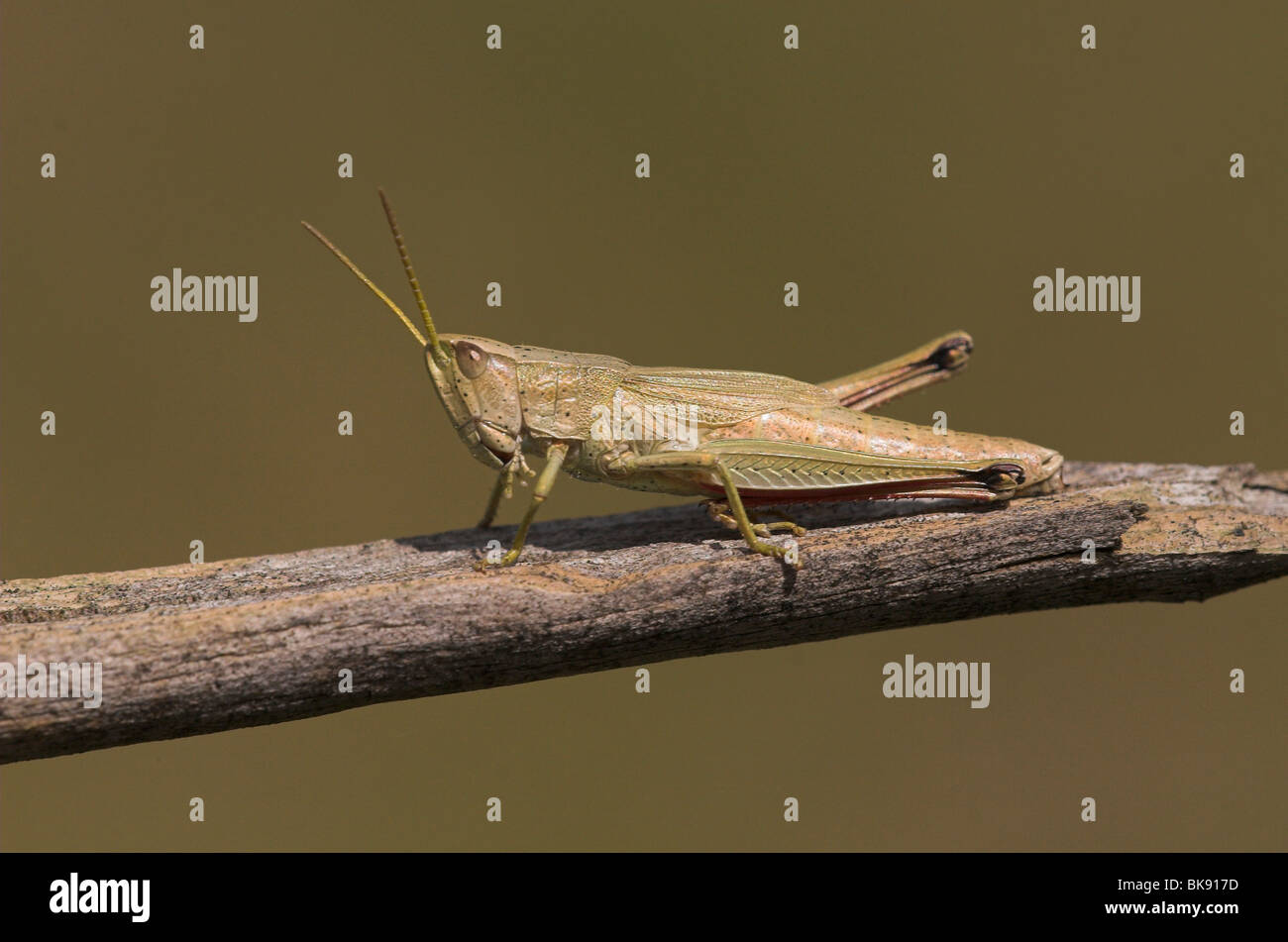 Gouden Sprinkhaan, Chrysochraon dispar, Large gold Grashopper Stock ...