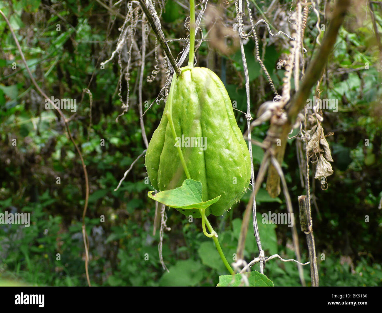 Chayote cultivation hi-res stock photography and images - Alamy