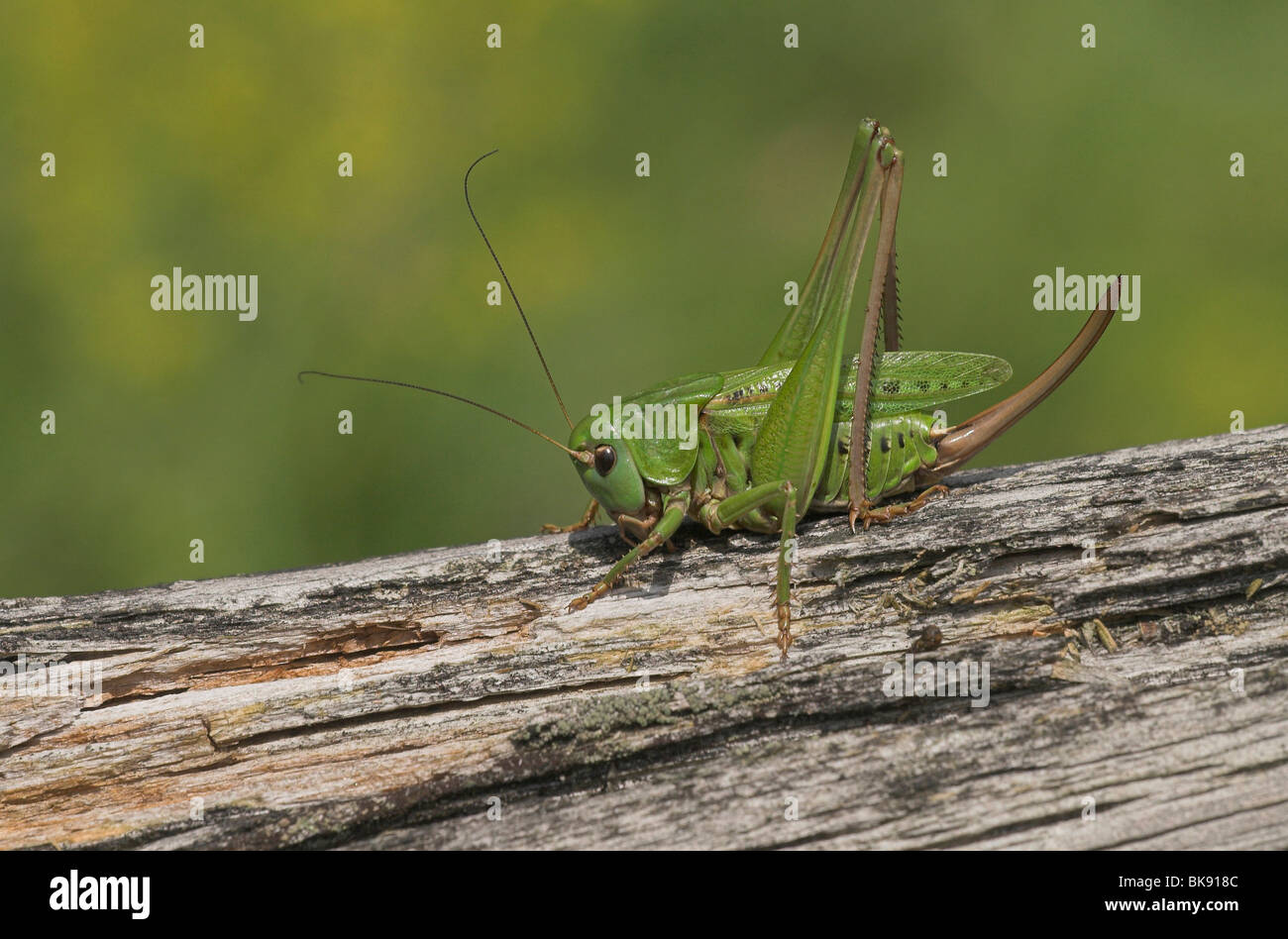 Wrattenbijter, Decticus verrucivorus, Wart Biter Cricket Stock Photo ...
