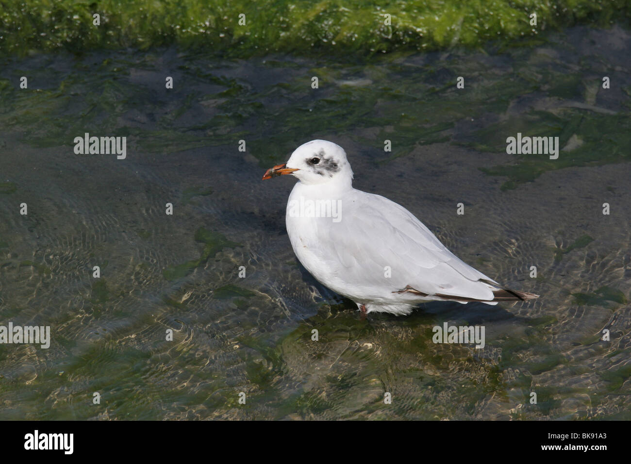 Mediterranean gull larus melanocephalus summer hi-res stock photography ...