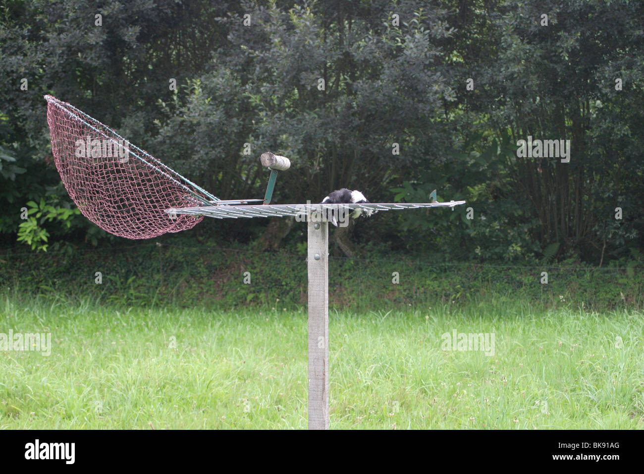 Magpie trap hi-res stock photography and images - Alamy